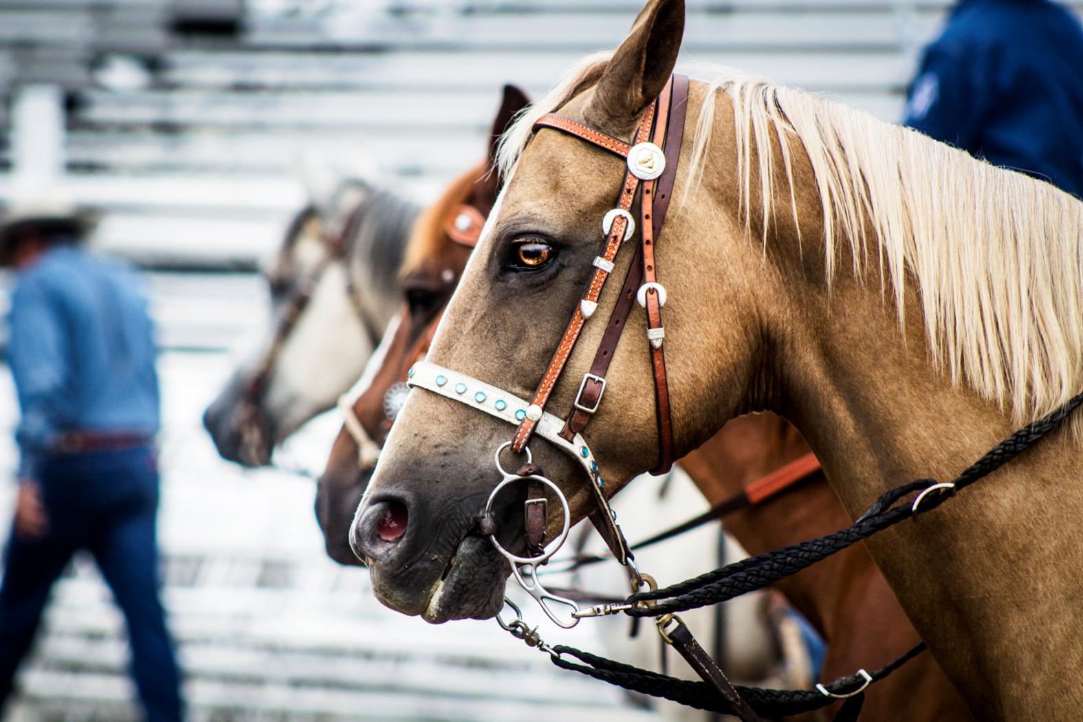 Tourism - Sikeston Regional Chamber & Area Economic Development Corp.
