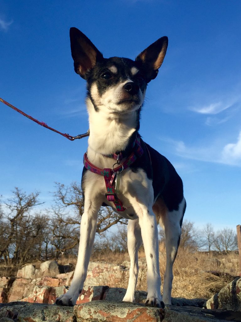 Our Team - Pipestone Chamber of Commerce & Visitor's Bureau