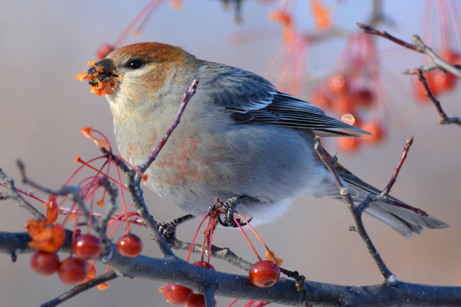Bird Watching in St. Lawrence County, New York | Visit STLC