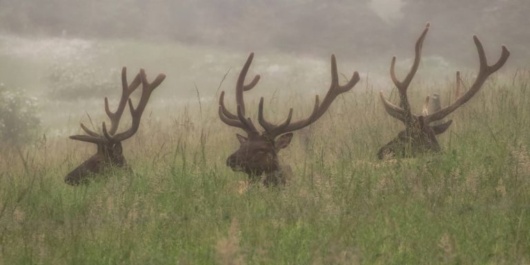 Sequim Chamber of Commerce - Olympic Peninsula