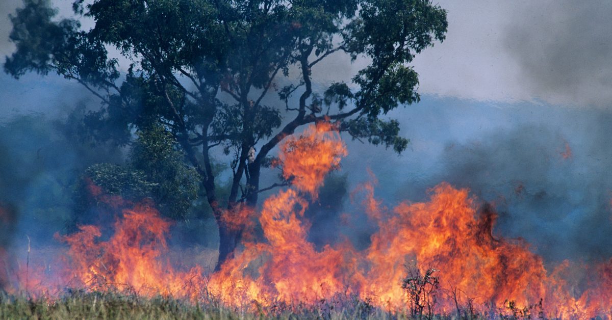 SWS Oceania Chapter Held Fire in Wetlands Forum - SOCIETY OF WETLAND ...
