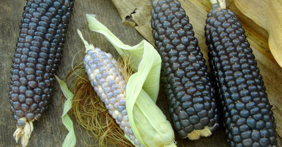 Serving Traditional Indigenous Foods - National CACFP Sponsors Association