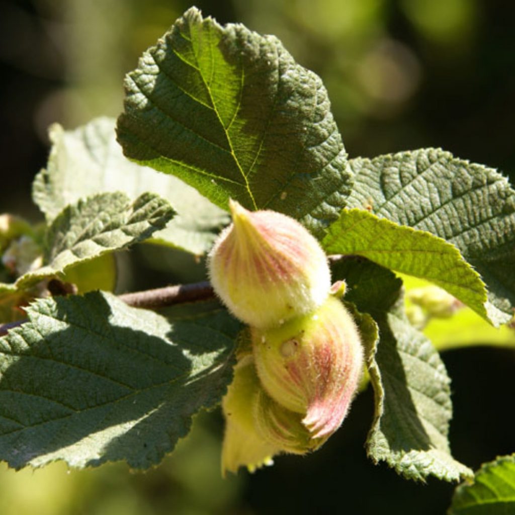 Crediting Traditional Indigenous Foods in the CACFP - National CACFP ...