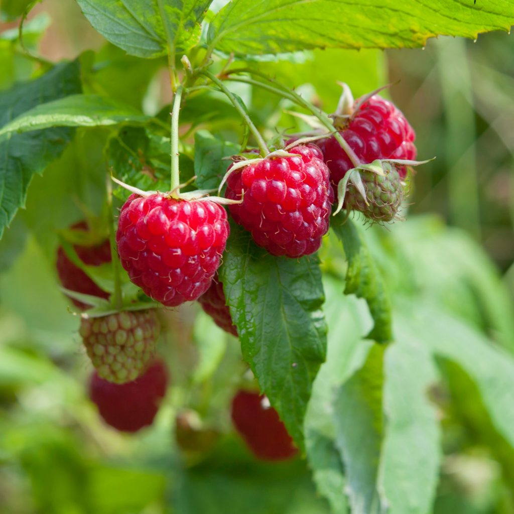 Crediting Traditional Indigenous Foods in the CACFP - National CACFP ...
