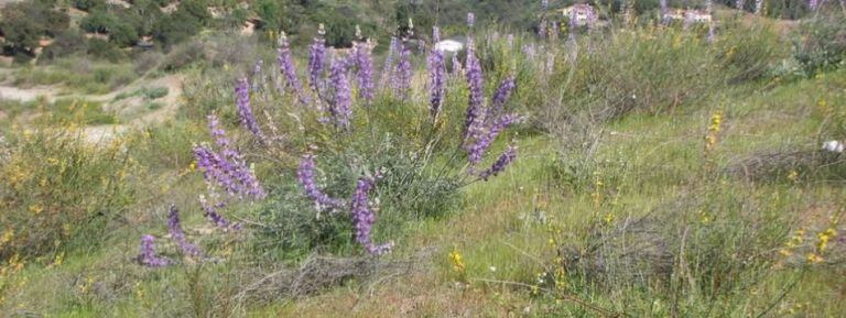 Nature - Fallbrook Chamber of Commerce