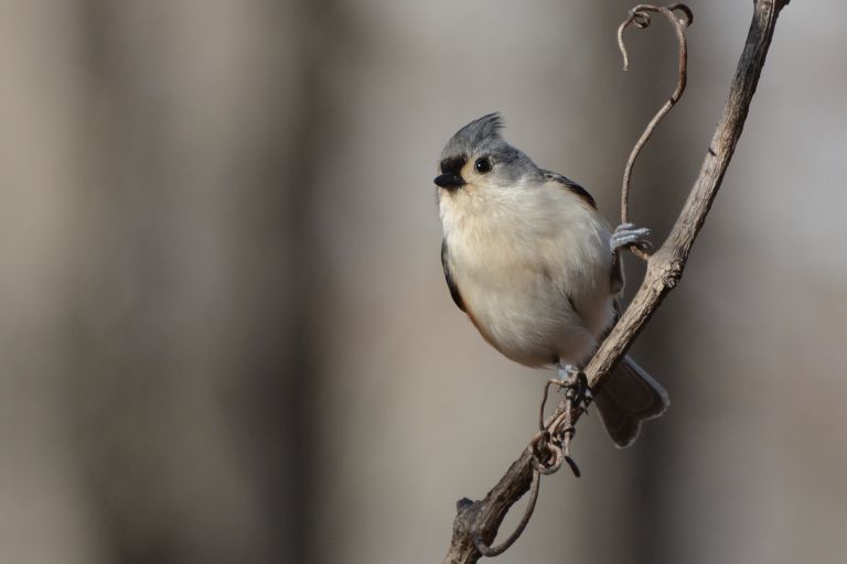 Home - Wild Bird Feeding Institute