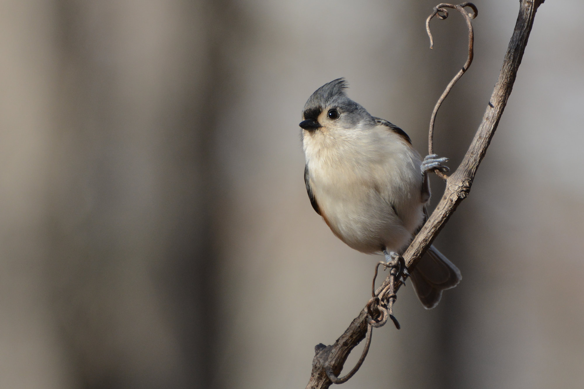 Home - Wild Bird Feeding Institute