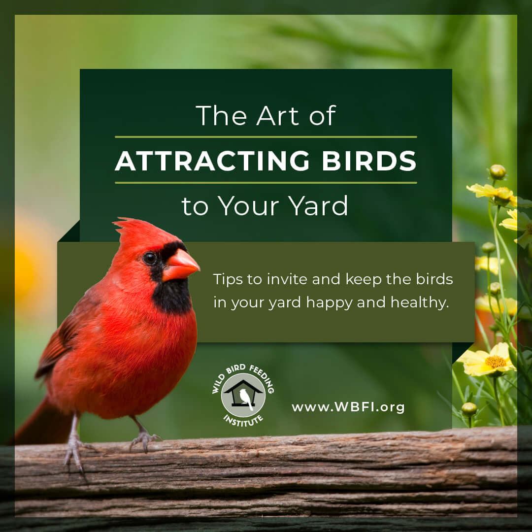 The Art of Attracting Birds to Your Yard - Wild Bird Feeding Institute