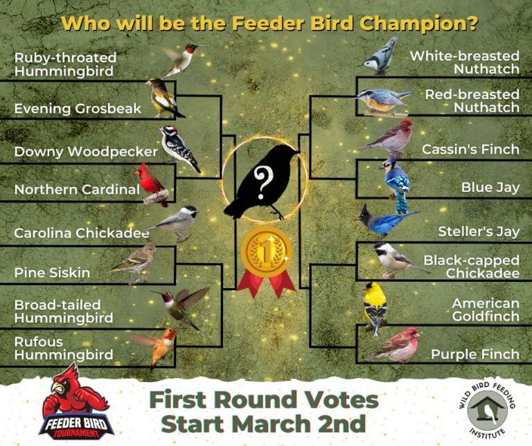 Home - Wild Bird Feeding Institute