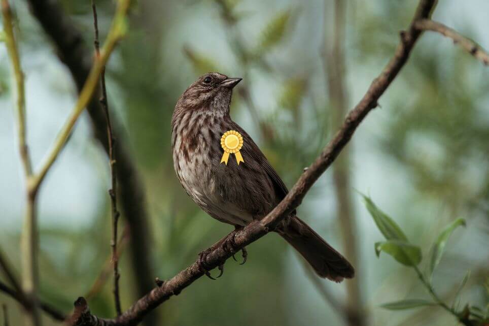 Announcing the 2023 WBFI Member Awards Winners - Wild Bird Feeding ...