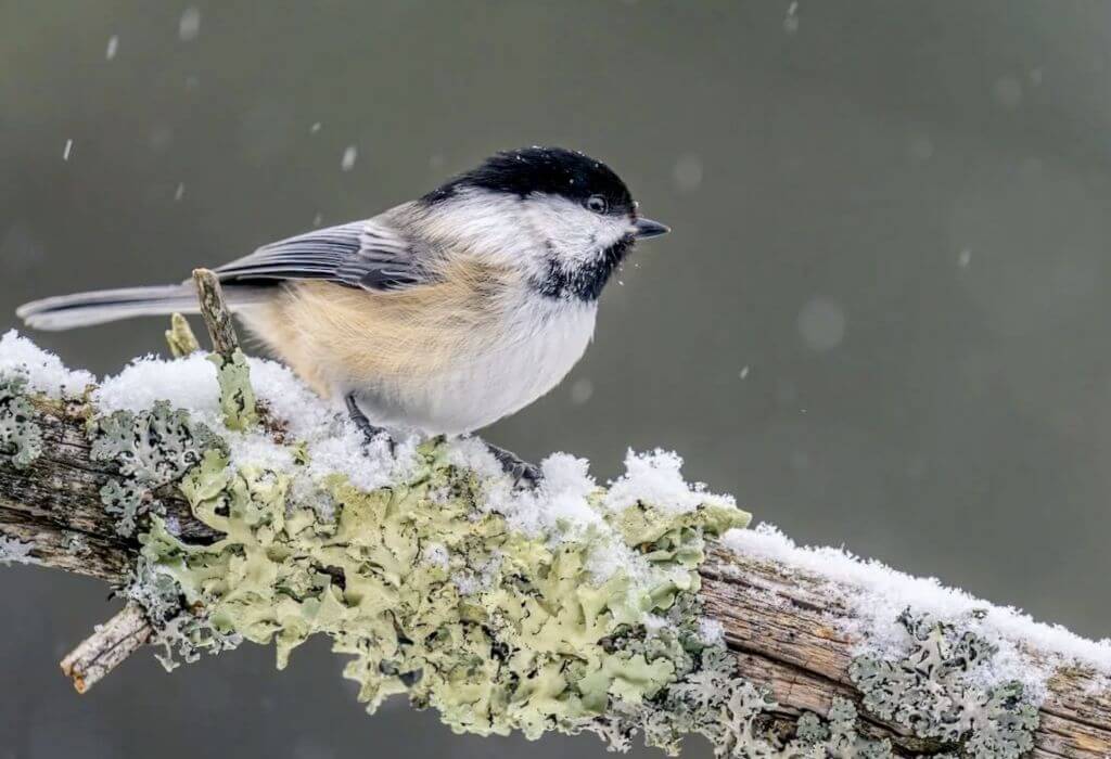 Home - Wild Bird Feeding Institute